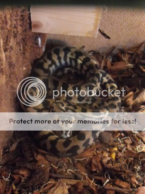 WEST LONDON: Irian Jaya x Jungle Jag SIBLING Carpet Python - '10 Female | Reptile Forums